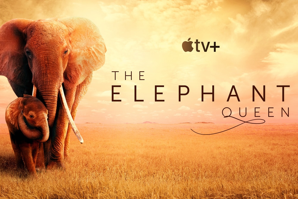 Focusing on Emotions for The Elephant Queen