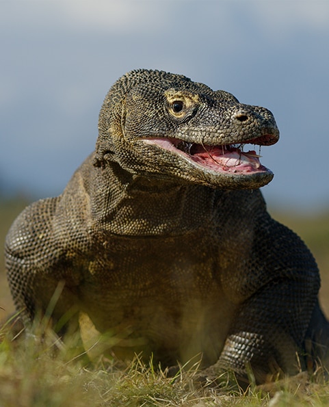 RED Digital Cinema | 8K & 5K Professional Cameras